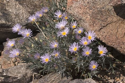 Mojave Aster Plants Of Lake Mead National Recreation Area · Inaturalist