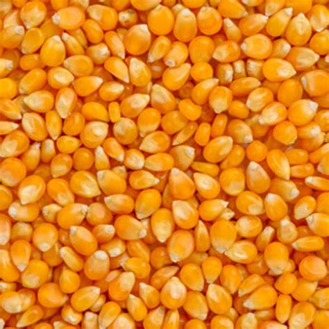 Dried Corn Color Yellow At Best Price In Hyderabad Midhu Exports And Imports