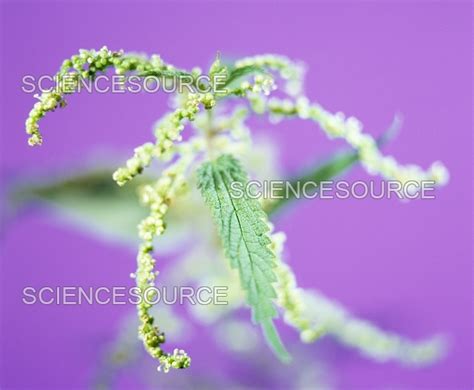 Stinging Nettle Stock Image Science Source Images