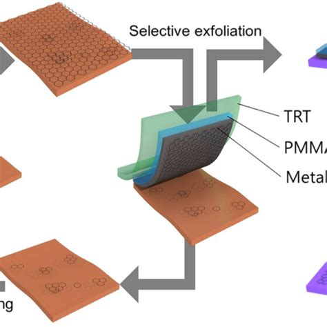 Schematic Illustration Of The Selective Exfoliation Of Single Layer Download Scientific Diagram