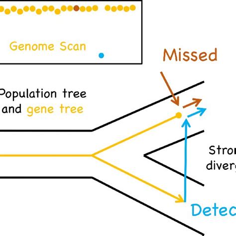 Hybridization And Introgression In Strongly Diverged Populations Or Download Scientific Diagram