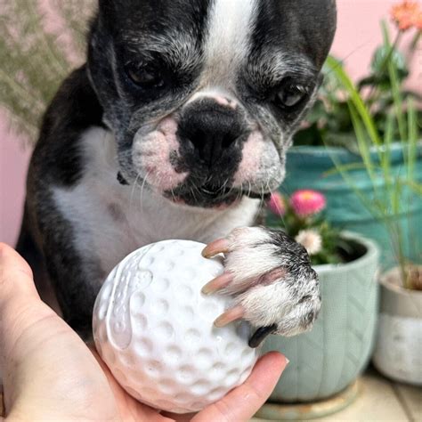 Golf Ball Rubber Treat Dispenser Durable Chew And Enrichment Toy For