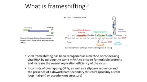 What Is Frameshifting Frame Shifting Used To Synthesize Multiple Ppt Download