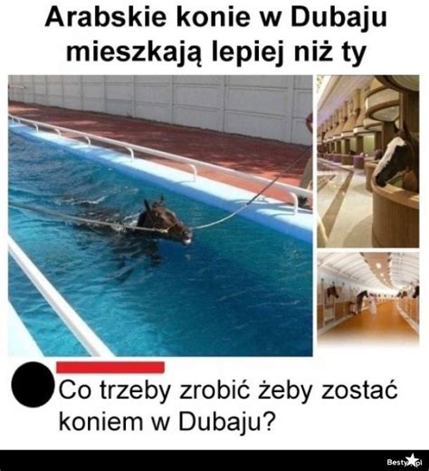 Hit Kit Czy Git Memy O Koniach Samequizy