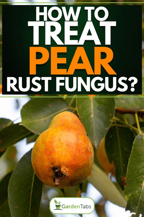 How Do You Treat Pear Rust Fungus