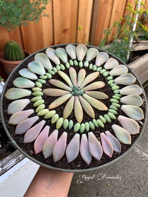Succulent Propagation Guide