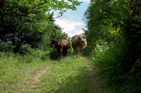 premium photo cows and bulls in the green nature