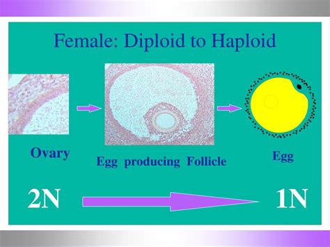 Ppt Diploid To Haploid Powerpoint Presentation Free Download Id 260261