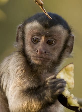 Brown Capuchin Monkeys Living Links