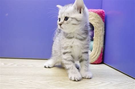 بچه گربه های بریتیش سیلور پت شاپ آنلاین کیتی کتز