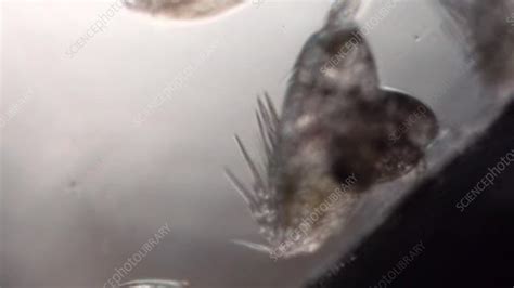 Barnacle Cyprid Larvae Stock Video Clip K0038710 Science Photo