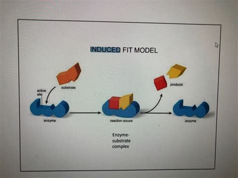 Chapter 5 Cont Flashcards Quizlet
