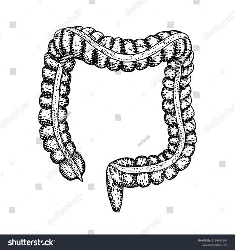 Human Colon Vector Hand Drawn Sketch Stock Vector Royalty Free 2199893697 Shutterstock