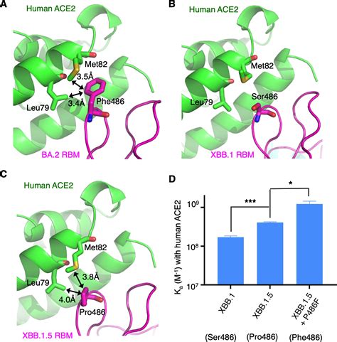Structural Evolution Of Sars Cov 2 Omicron In Human Receptor Recognition Journal Of Virology