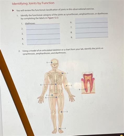 Solved Identifying Joints By Function You Will Review The Chegg Com