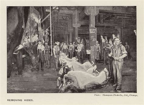 Removing Hides Stock Image Look And Learn