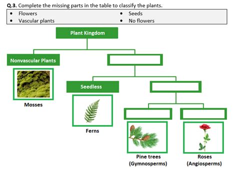 Plant Classification Worksheet Distance Learning Teaching Resources Plant Classification Worksheet Distance Learning Teaching Resources