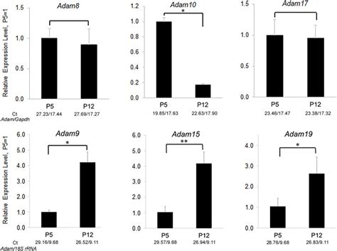 Adam10 Possible Functions In Enamel Development Pmc