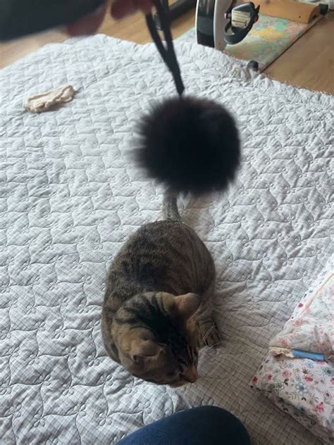 냥냥펀치 고양이 코숏 고등어 냥이 콩이는기여어 Youtube