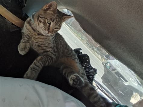 Missing Lost Cat Lake Elsinore Ca Patch