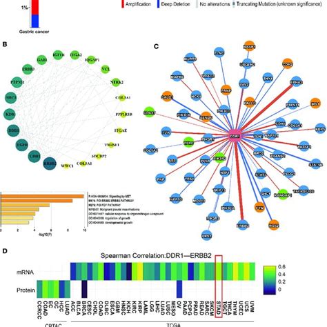 Analysis Of Genes And Proteins That Interact With Ddr1 A The Download Scientific Diagram