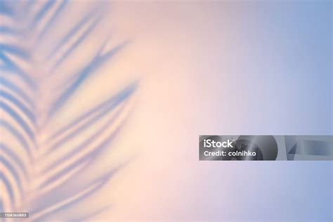 황금 색의 푸른 백라이트에 야자수 잎에서 그림자 그리기 부드러운 아침 추상 배경 0명에 대한 스톡 사진 및 기타 이미지 0명
