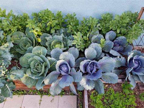 How To Grow Cabbage Seed To Harvest The Ultimate Guide ~ Homestead And