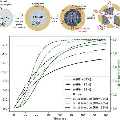 Mean Vertical Profiles Of Pollen Black And Subpollen Particle Blue