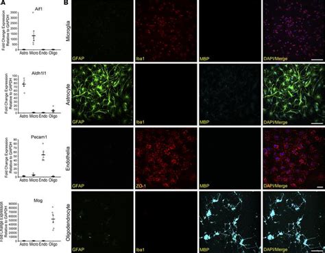 JCI Insight Concurrent Cell Typespecific Isolation And Profiling Of Mouse Brains In