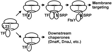 Interplay Of Tf Srp And Ftsy On The Ribosome See Text For The Download Scientific Diagram