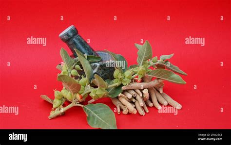 Ashwagandha Fresh Green Leaves On The Stem Medicinal Herb Plant Also