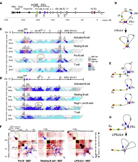 Loop Extrusion Promotes An Alternate Pathway For Isotype Switching Cell Reports