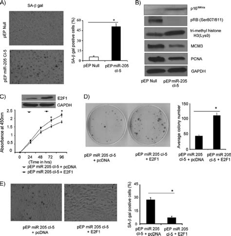 Mir 205 Overexpression Induces Senescence That Is Reversed By E2f1 A Download Scientific