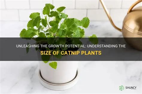 Unleashing The Growth Potential Understanding The Size Of Catnip