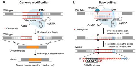 Pseudomonas Aeruginosa Genome Editing Creative Diagnostics