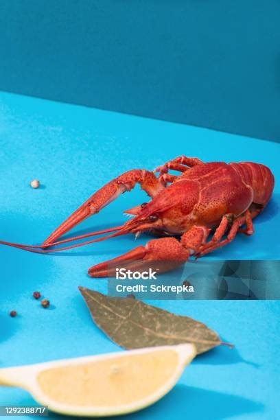 파란색 배경에 빨간 삶은 가재와 맥주 잔 트렌디 한 이중 색 미니멀 리스트 정물 갈고리 발톱에 대한 스톡 사진 및 기타 이미지 갈고리 발톱 갑각류 강 Istock
