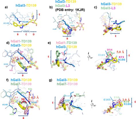 Structural Comparison Of The Carbohydrate Recognition Domains Of