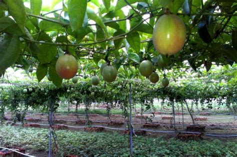Fresh Passion Fruit Vietnam