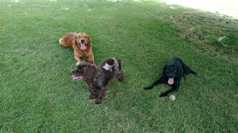 Four Paws Walking Service Four Paws Walking Service
