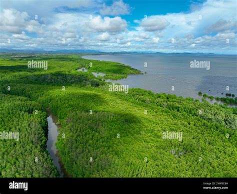 Green Mangrove Forest Carbon Sequestration And Storage Blue Carbon