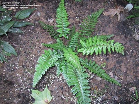 Plantfiles Pictures Polystichum Species Bristle Fern Holly Fern