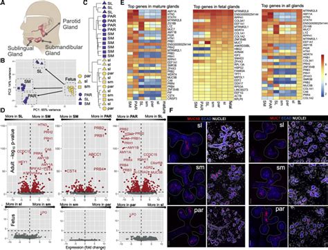 Functional Specialization Of Human Salivary Glands And Origins Of