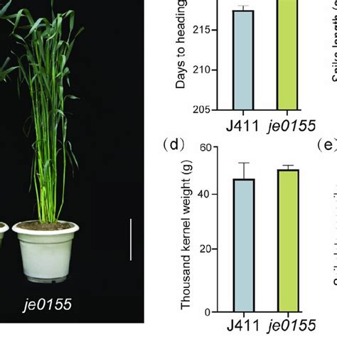 Comparison Of Phenotype And Yield Related Traits Between Wt And Mutant