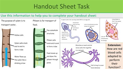 Specialised Cells Lesson Gcse Biology Teaching Resources