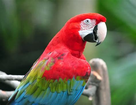 Types Of Macaws Species Facts And Photos