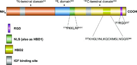 Domain Organization Of Human Igfbp2 Protein Mature Igfbp2 Commonly Download Scientific Diagram