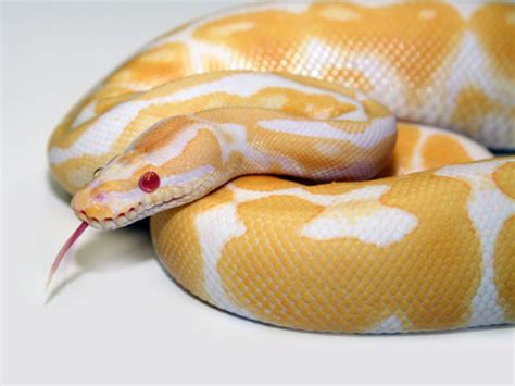 The World 5th Most Beautiful Snake Amelanistic Burmese Python Virily