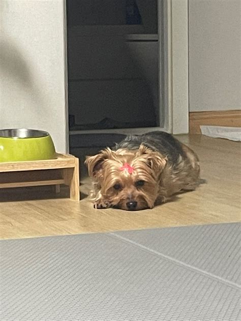 요크셔 테리어 똘똘 강아지 책임분양 아이조아 유기방지입양 파양 강아지보호소 고양이보호소 무료분양센터