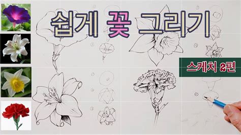 쉽게 꽃 그리기 2편 초보자를 위한 꽃 쉽게 스케치하는 방법 꽃 잘 그리기 카네이션 그리기 백합 그리기 수선화 그리기나팔꽃 그리기how To Draw