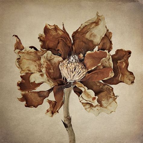 Creative Flower Photography With Polina Plotnikova Flowers Photography Beautiful Flowers